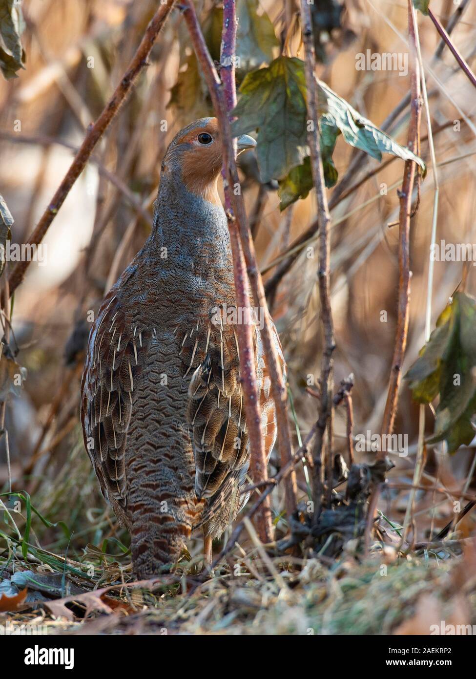 Hungarian Partridge on an autumn afternoon Stock Photo - Alamy