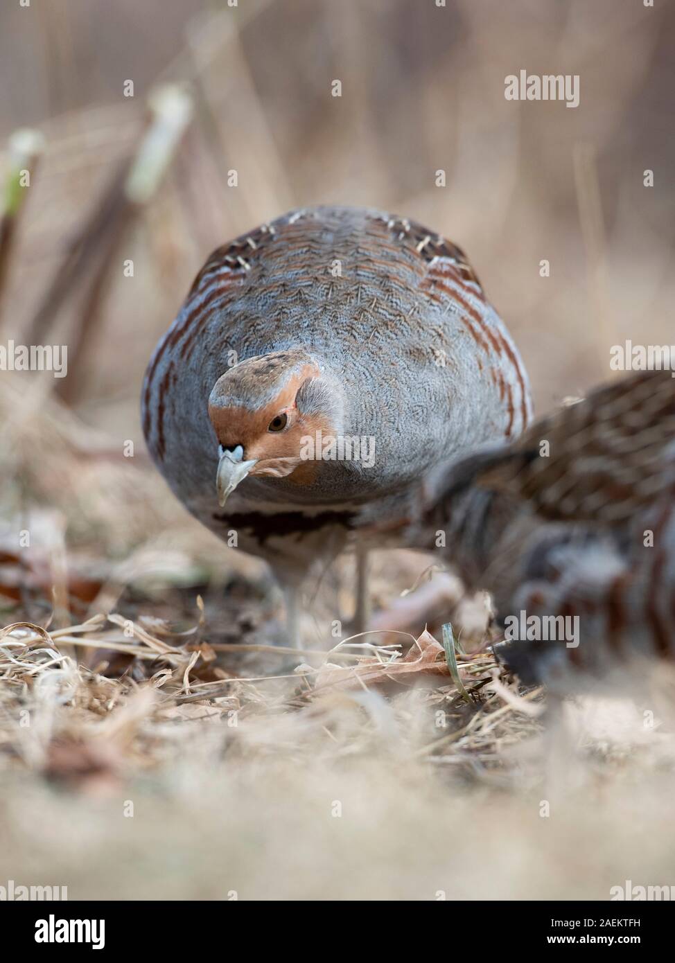 Hungarian Partridge on a late autumn day in Minnesota Stock Photo - Alamy