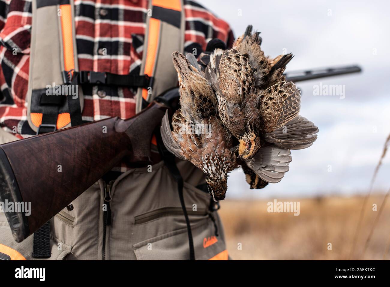 Bobwhite quail covey hi-res stock photography and images - Alamy