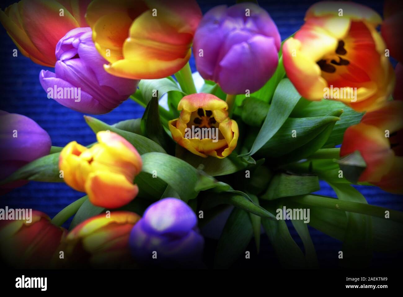 Posies hi-res stock photography and images - Alamy