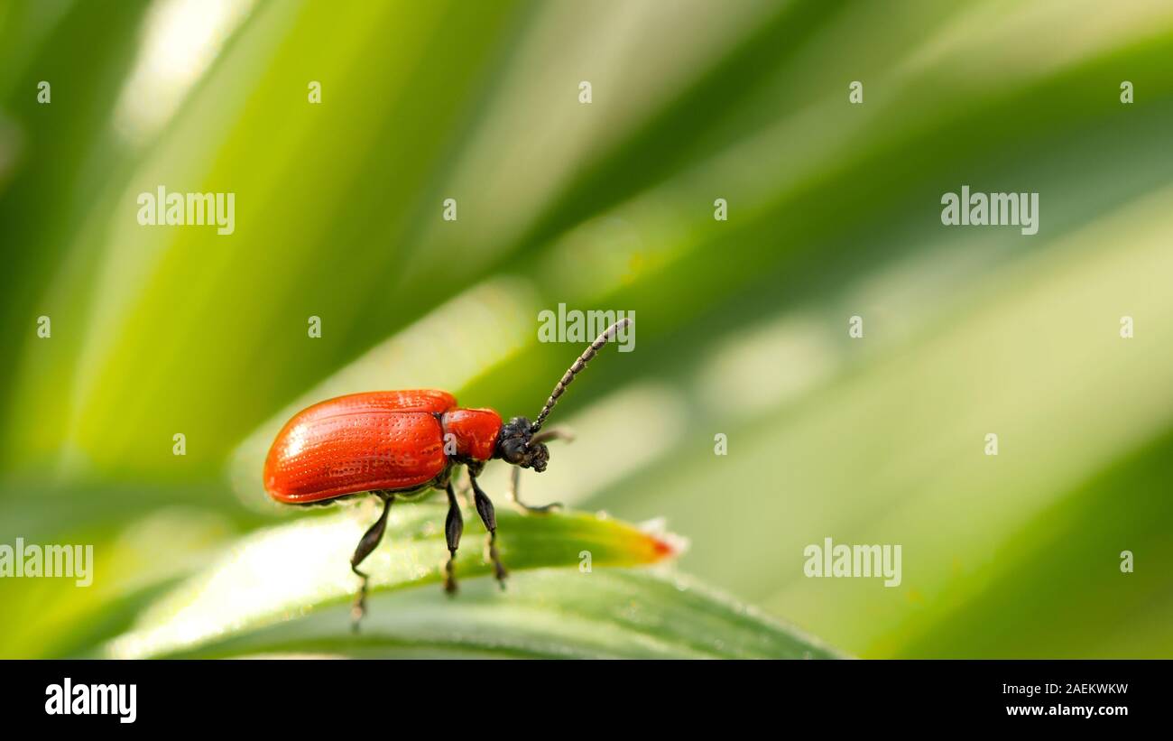 Scarlet lily leaf beetle hi-res stock photography and images - Alamy