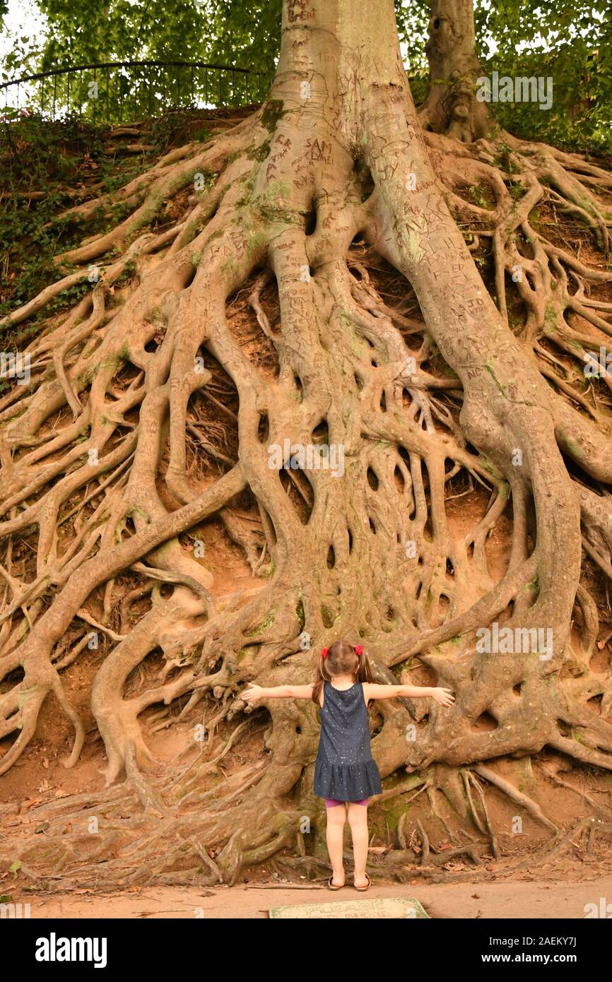 Tree Roots at Falls Park on the Reedy Stock Photo - Alamy