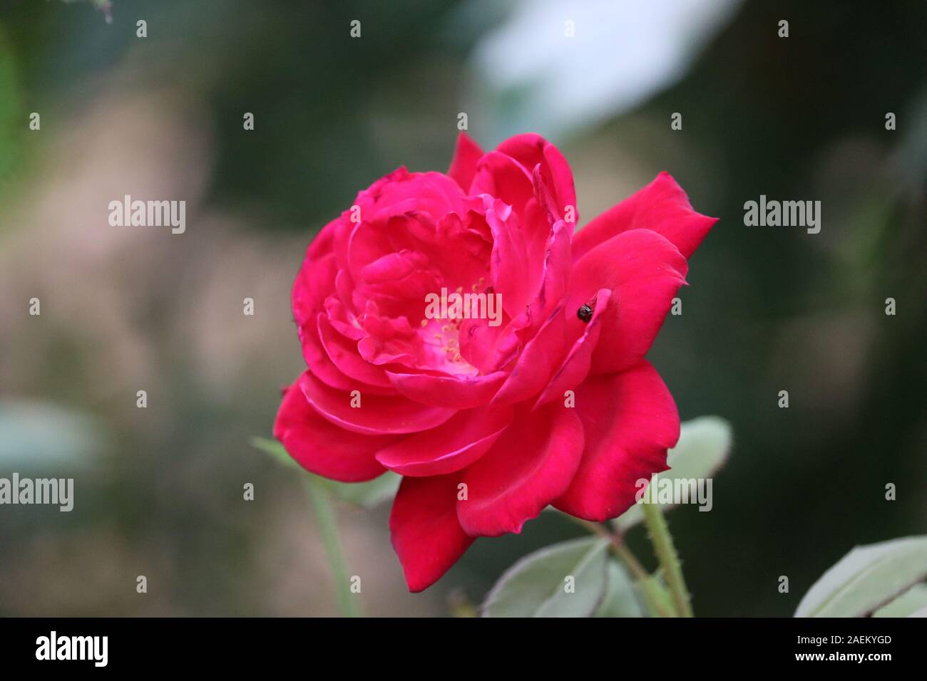 Large bush of red roses on a background of nature.Red rose flower ...