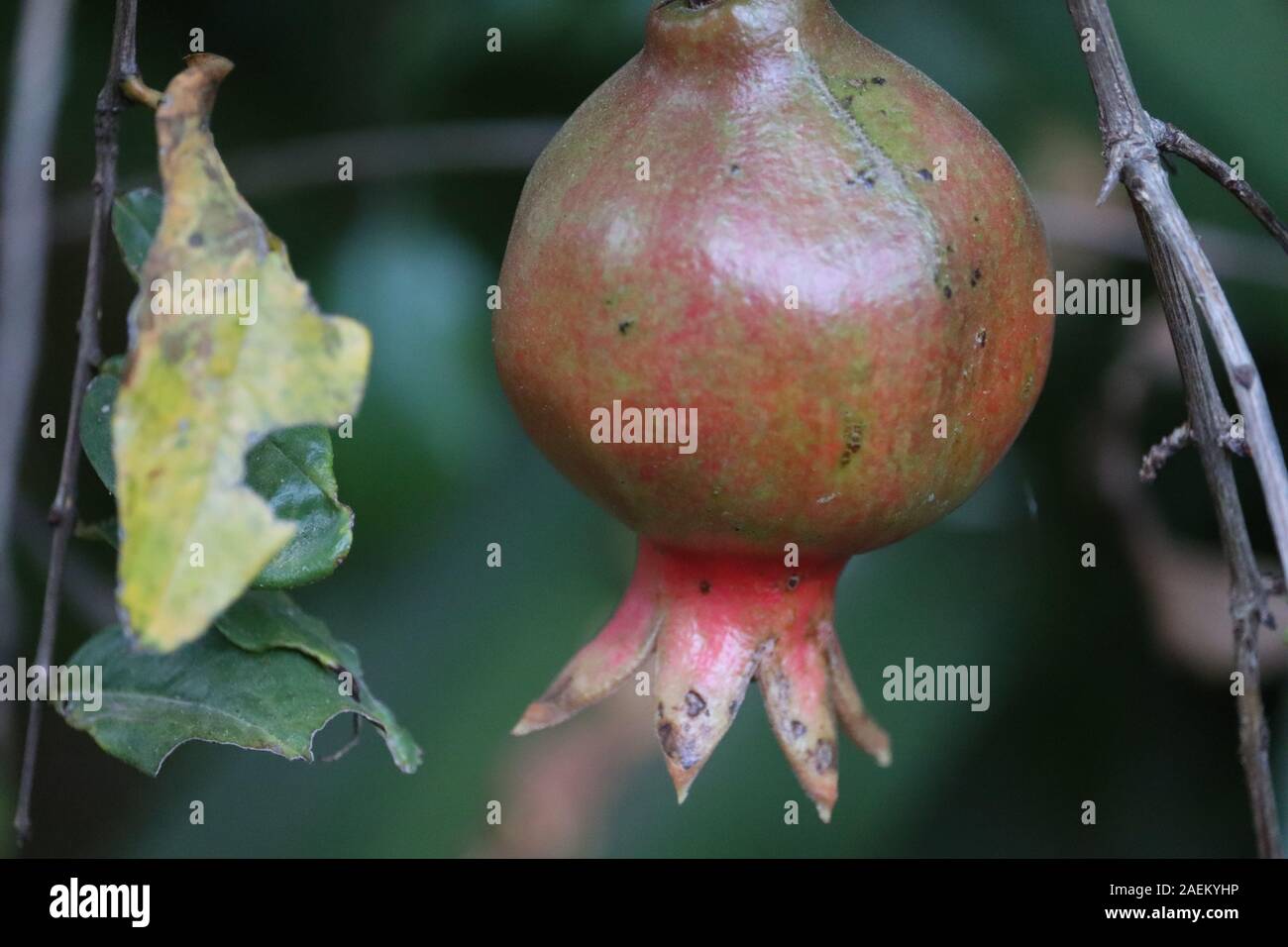 Beautiful pomegranate tree hi-res stock photography and images - Alamy
