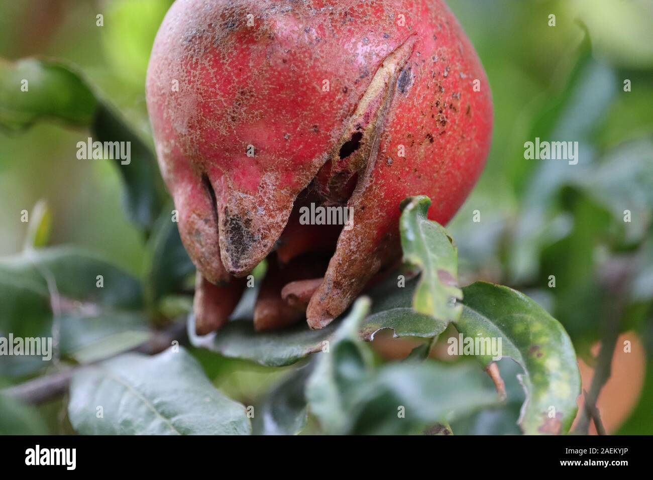 Beautiful pomegranate tree hi-res stock photography and images - Alamy