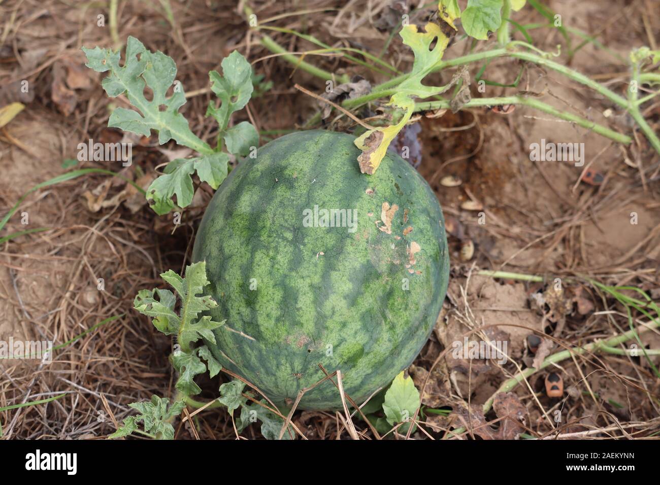 Green watermelon growing in the garden.Growing watermelons. Agriculture ...