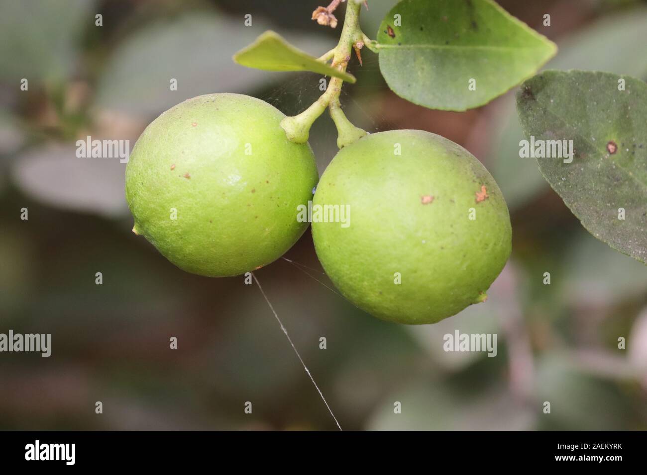 Lemon. Ripe Lemons hanging on tree. Growing Lemon.Fresh green citrus ...