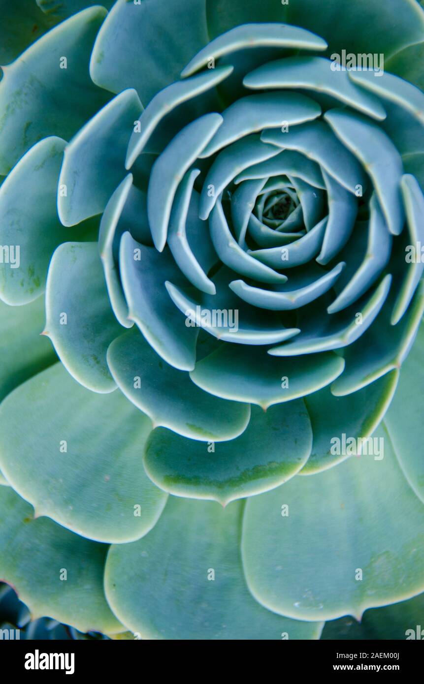 Green blue turquoise echeveria succulent Stock Photo - Alamy