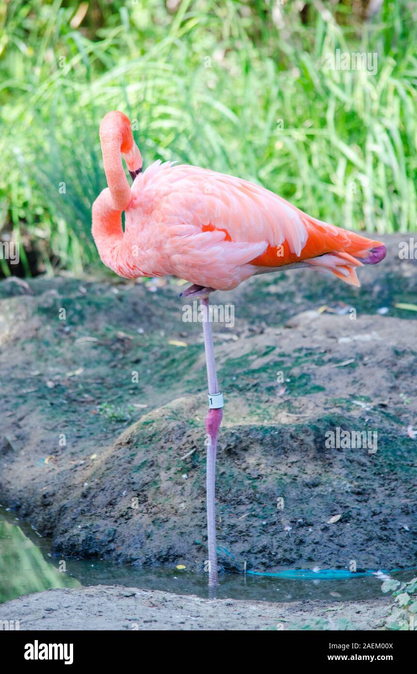 A pink flamingo bird resting sleeping on one leg Stock Photo - Alamy