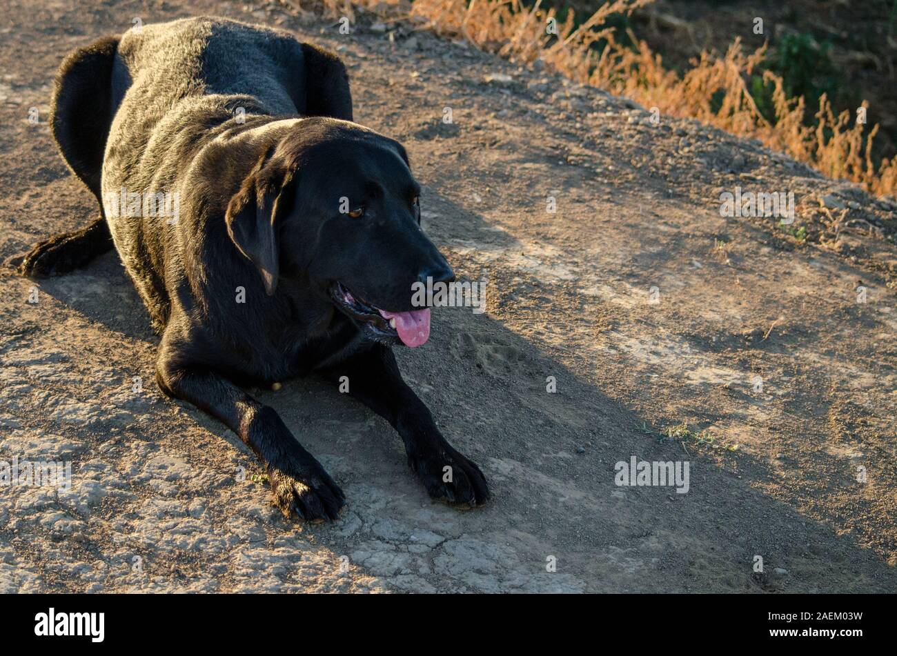 Retriever dog laying down hi-res stock photography and images - Alamy