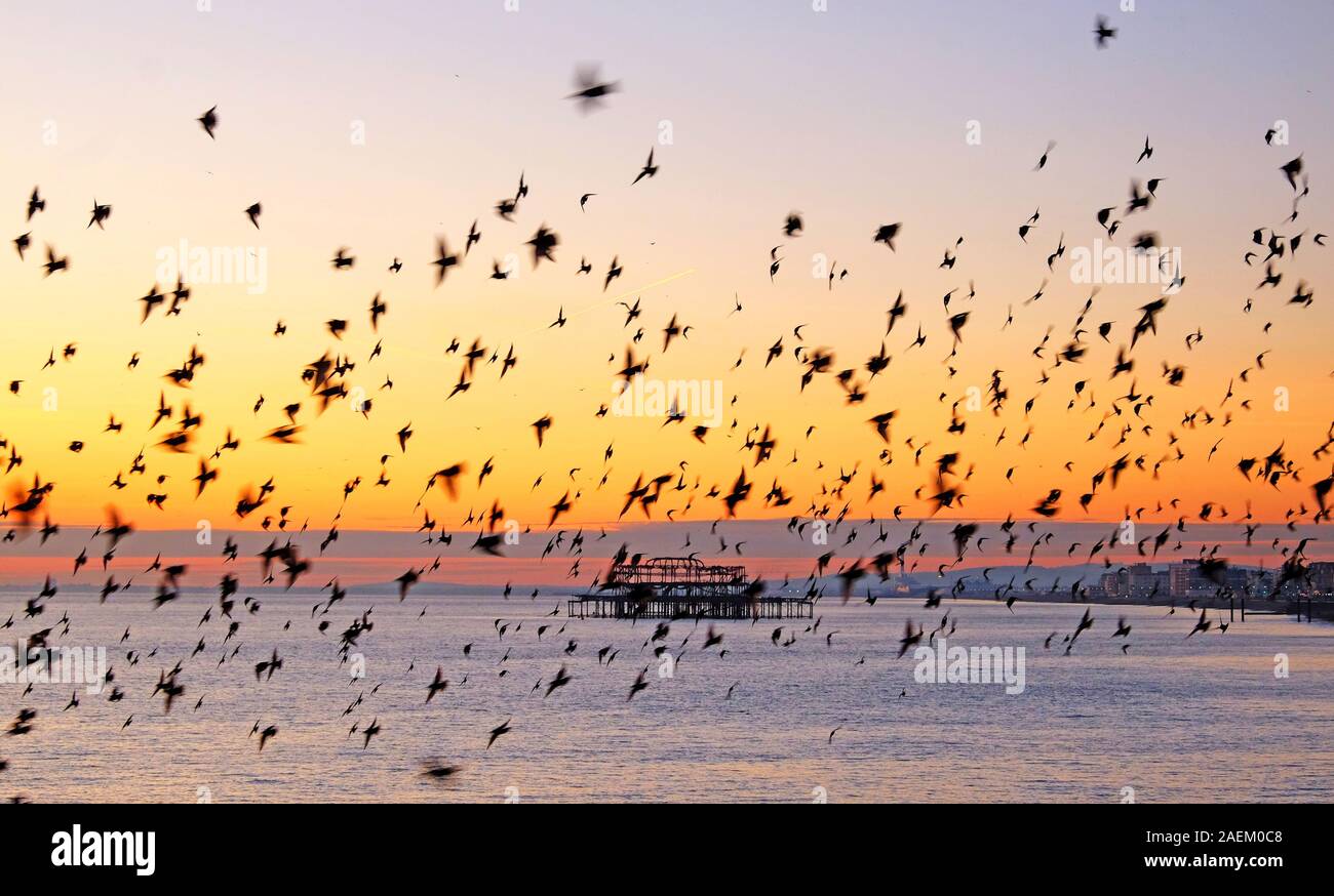 Starlings flying in formation at dusk hi-res stock photography and ...