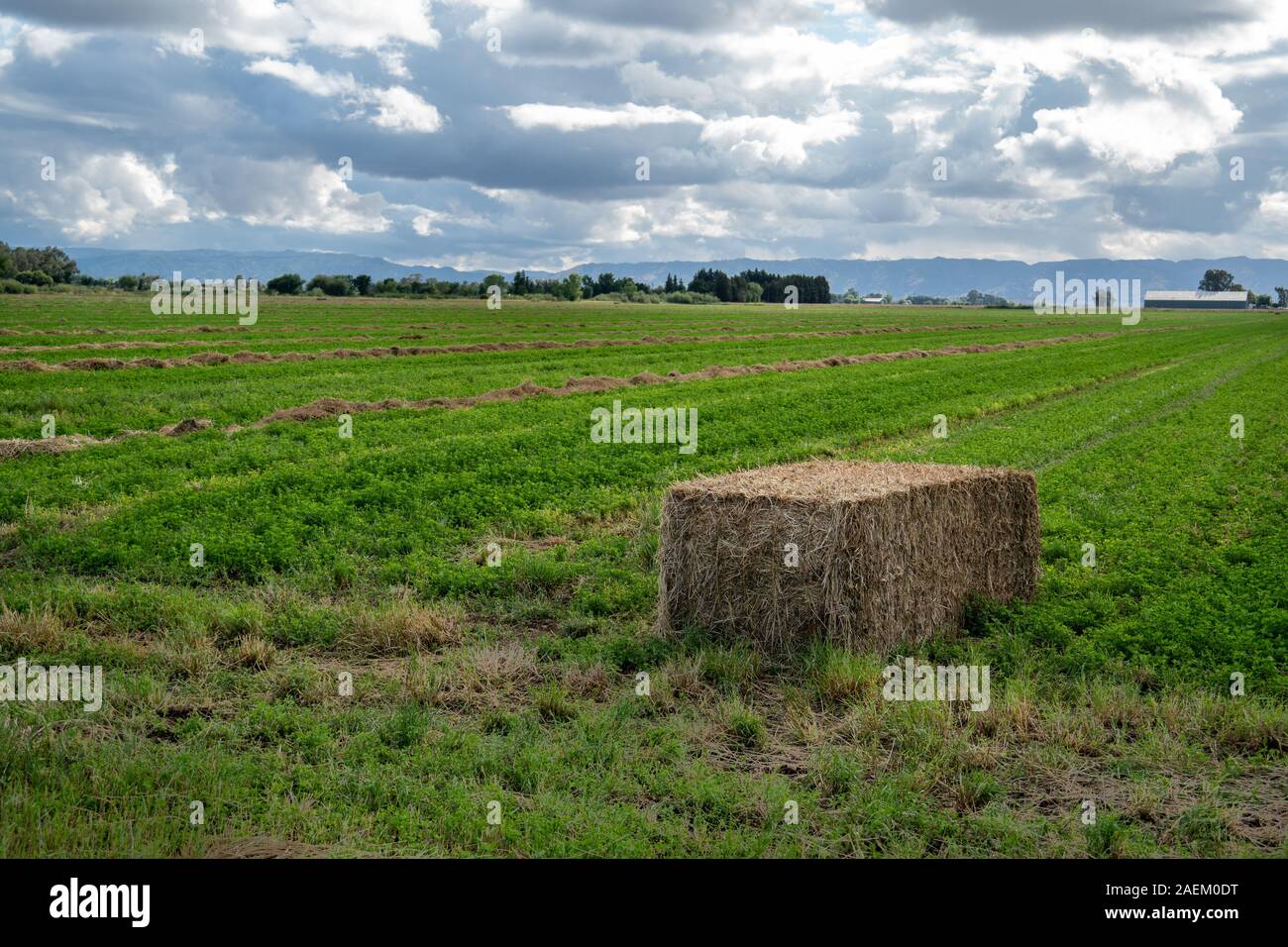 Hay square hi-res stock photography and images - Alamy