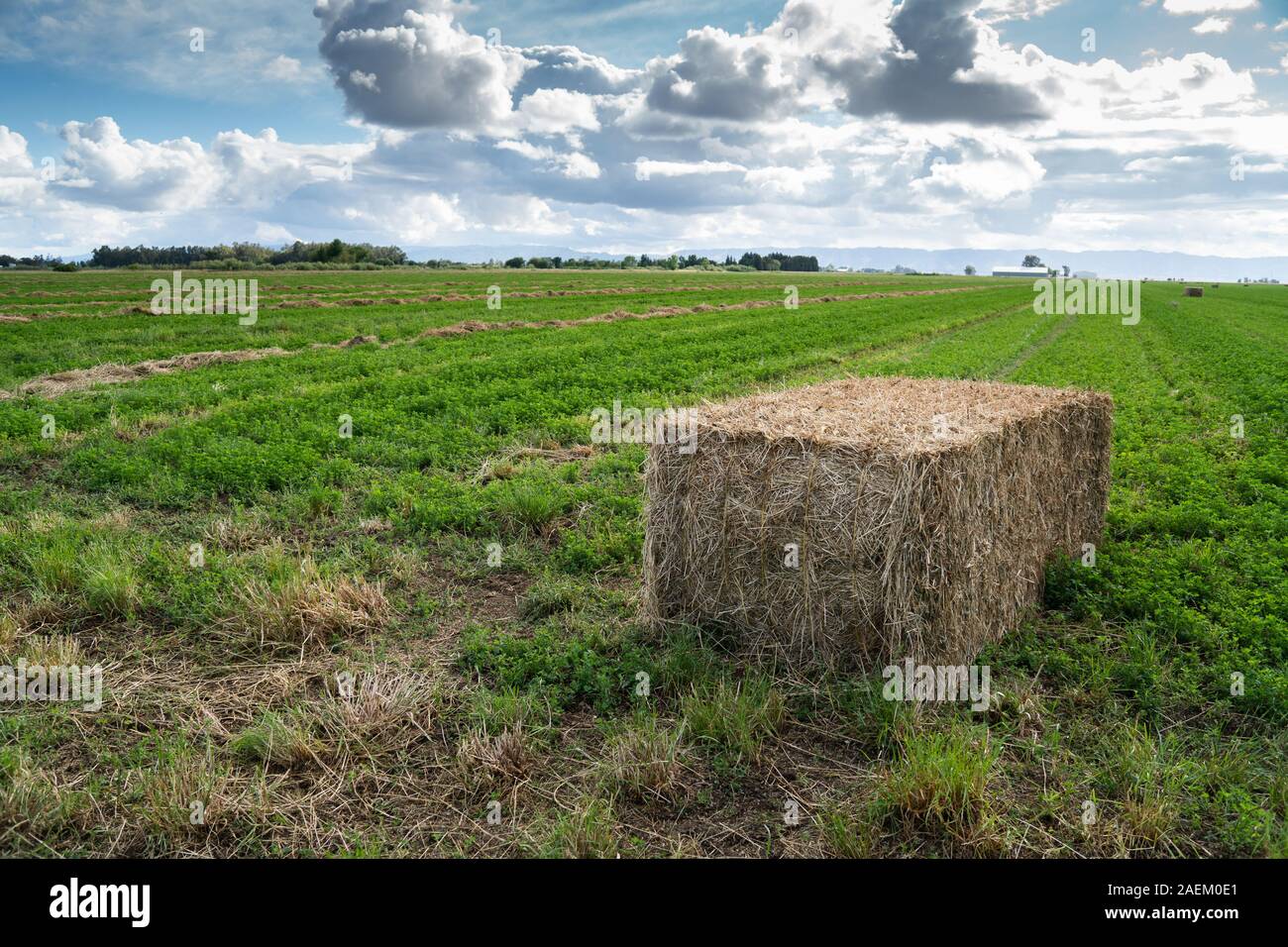 Large hay square bail in a green field Stock Photo - Alamy