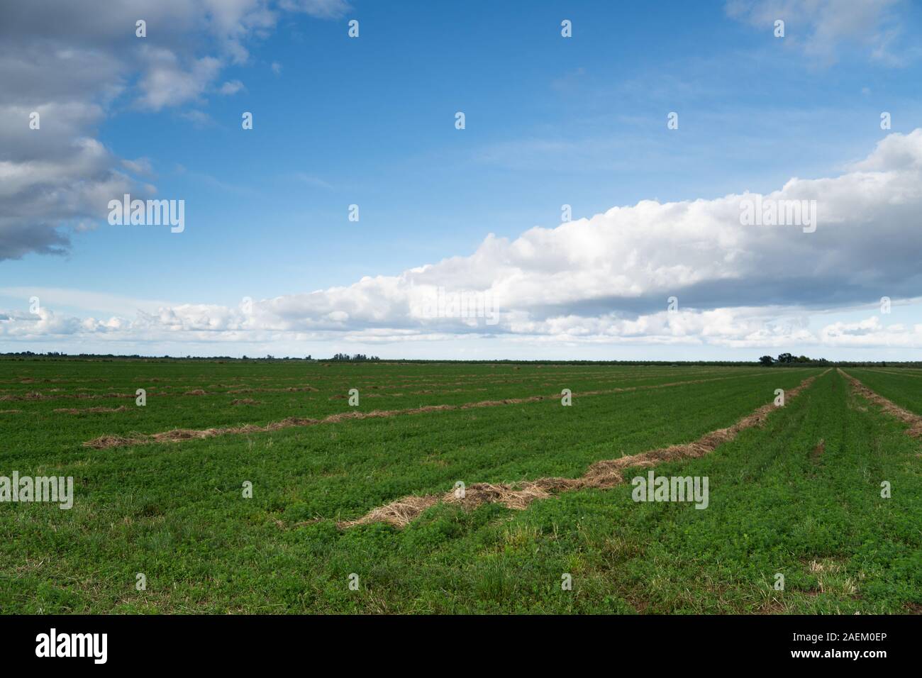 Hay square hi-res stock photography and images - Alamy