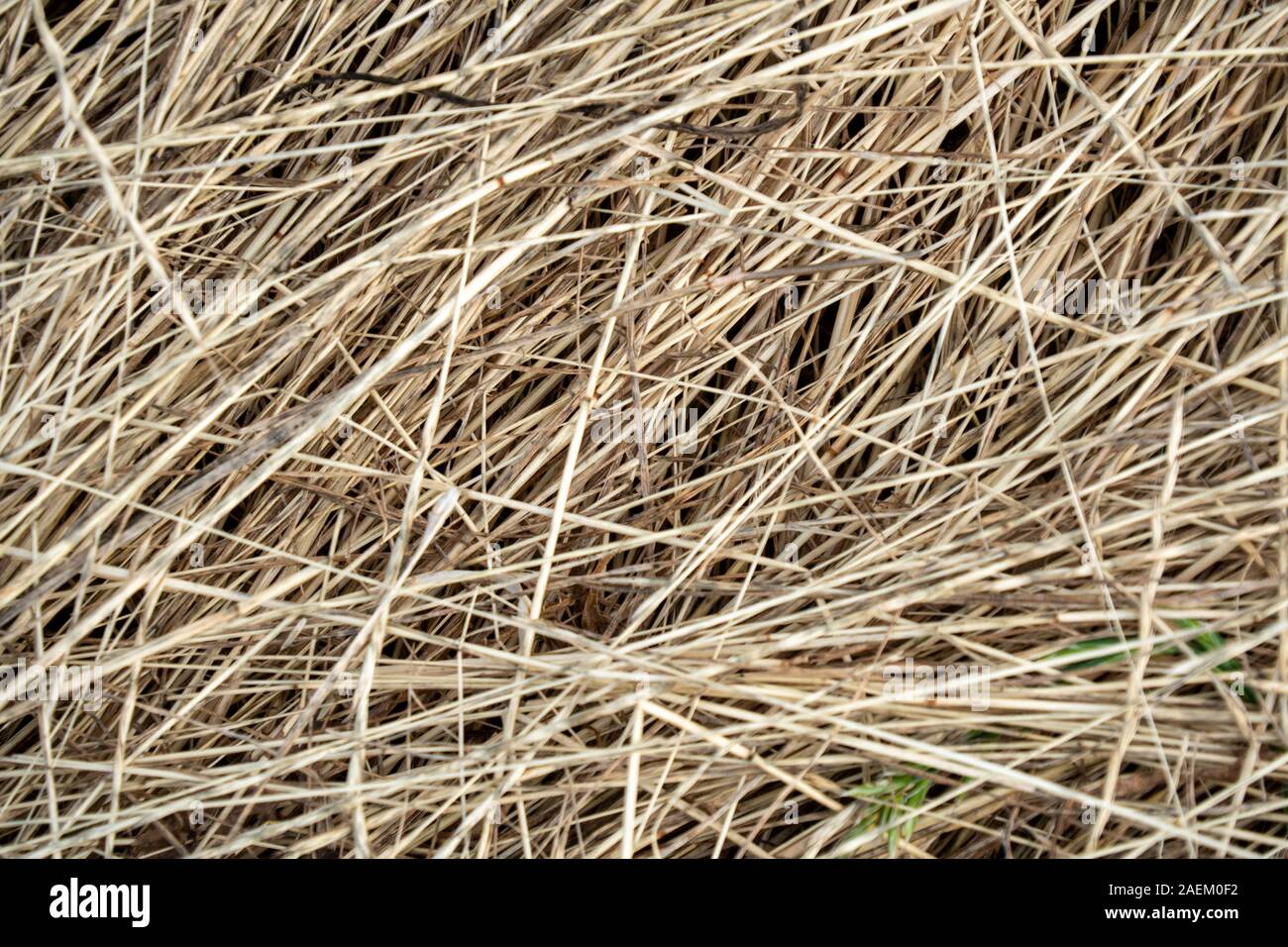 Dry flat grass hay agriculture background Stock Photo - Alamy