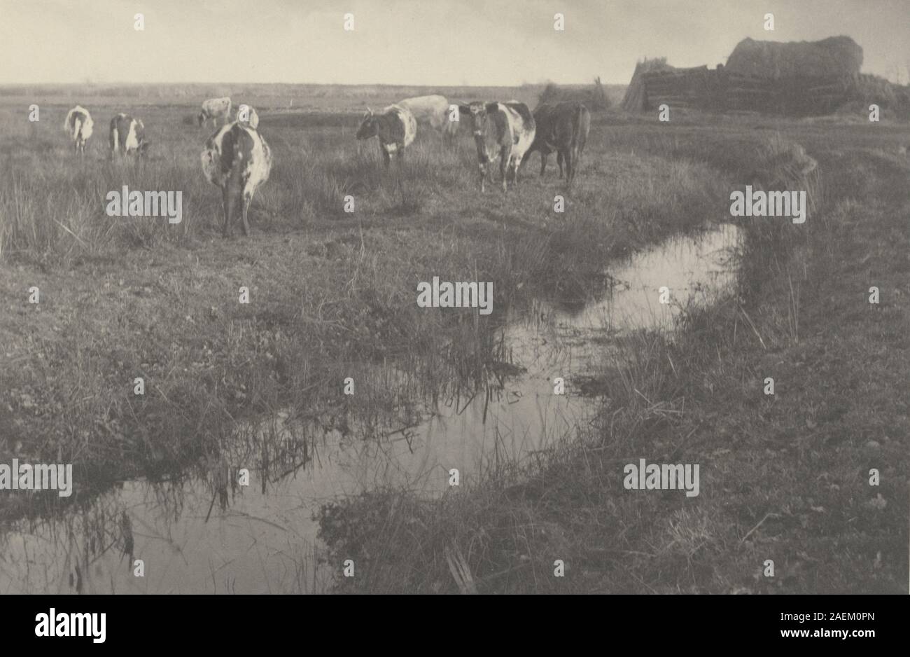 Peter Henry Emerson and TF Goodall, Cattle on the Marshes, 1886 Cattle ...