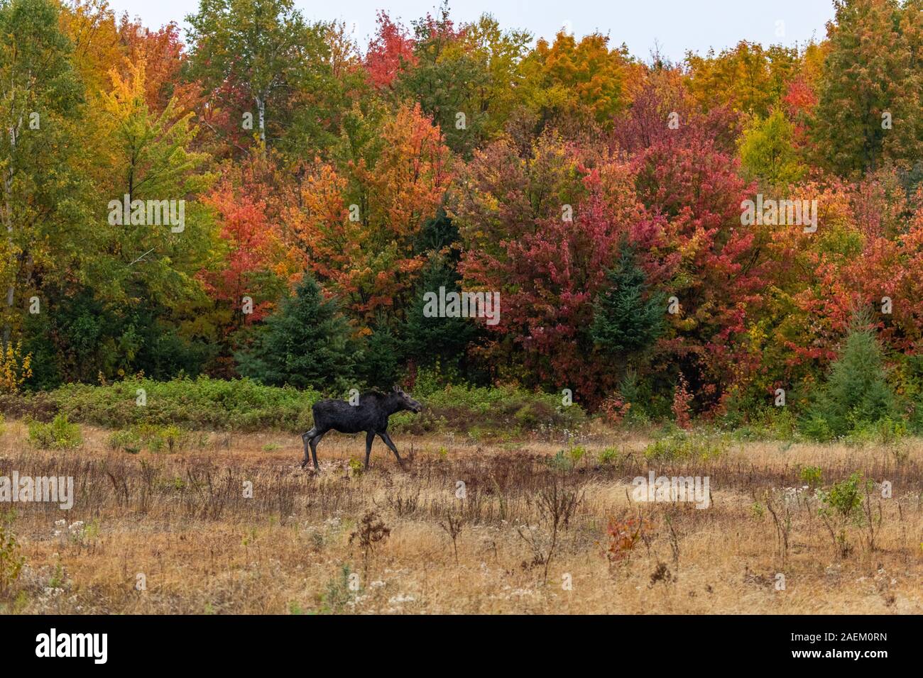 Moose front hi-res stock photography and images - Alamy