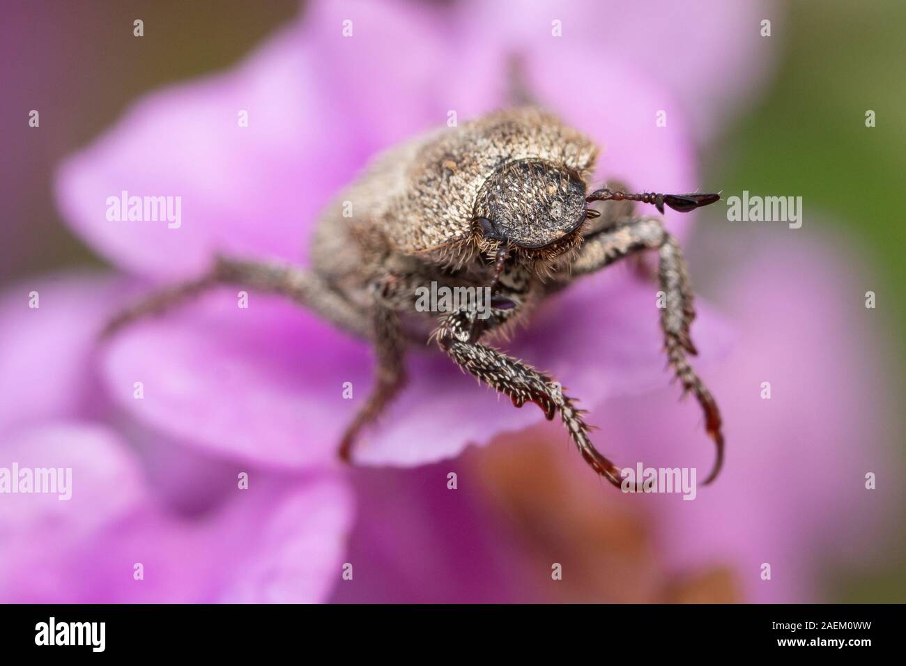 Large hairy gray beetle bug on macro close up Stock Photo - Alamy
