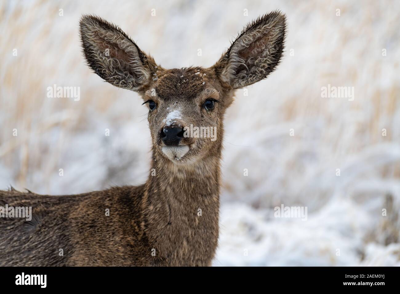 Mule deer doe in hi-res stock photography and images - Alamy