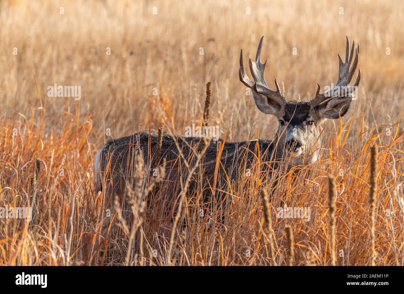 A Large Mule Deer Buck in a Field During Autumn Stock Photo - Alamy