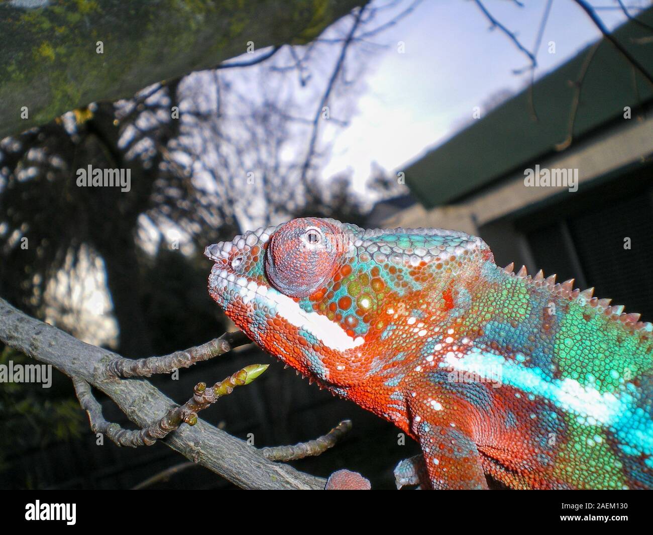 Chameleon crawling and grabbing branch red green flash Stock Photo - Alamy