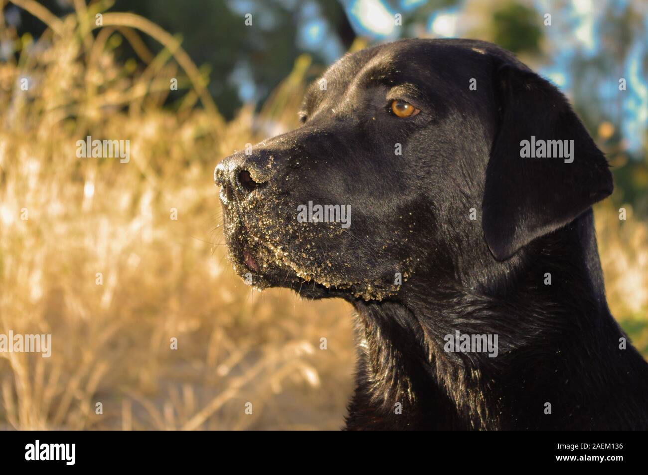 Large male black labrador retriever dog portrait Stock Photo - Alamy