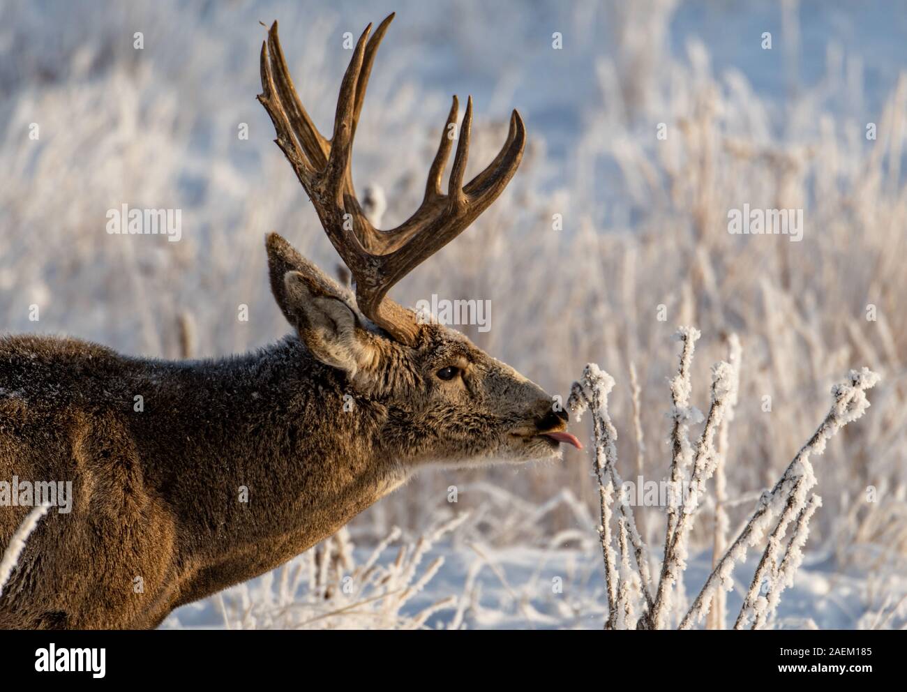 A Large Mule Deer Buck Licking Frost Stock Photo - Alamy