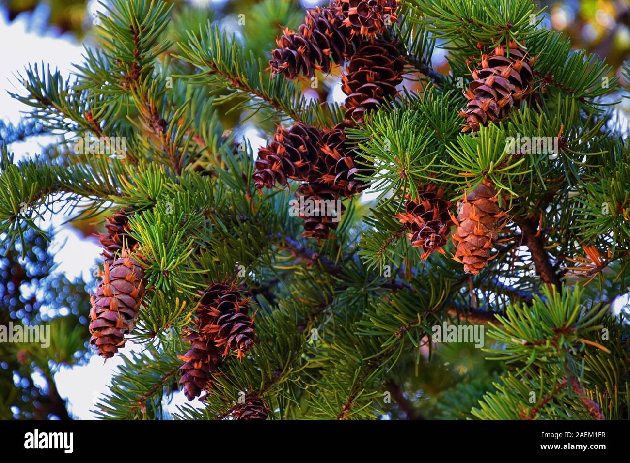 Pine cone on the evergreen pine tree branch, group on Fir, conifer ...