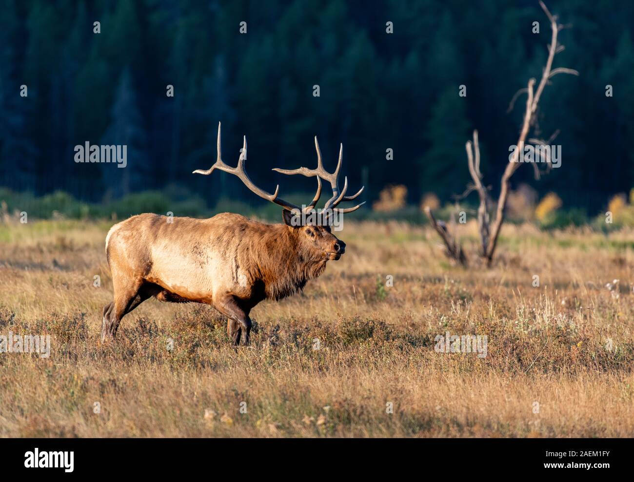 A Large Bull Elk During the Fall Rut Stock Photo - Alamy
