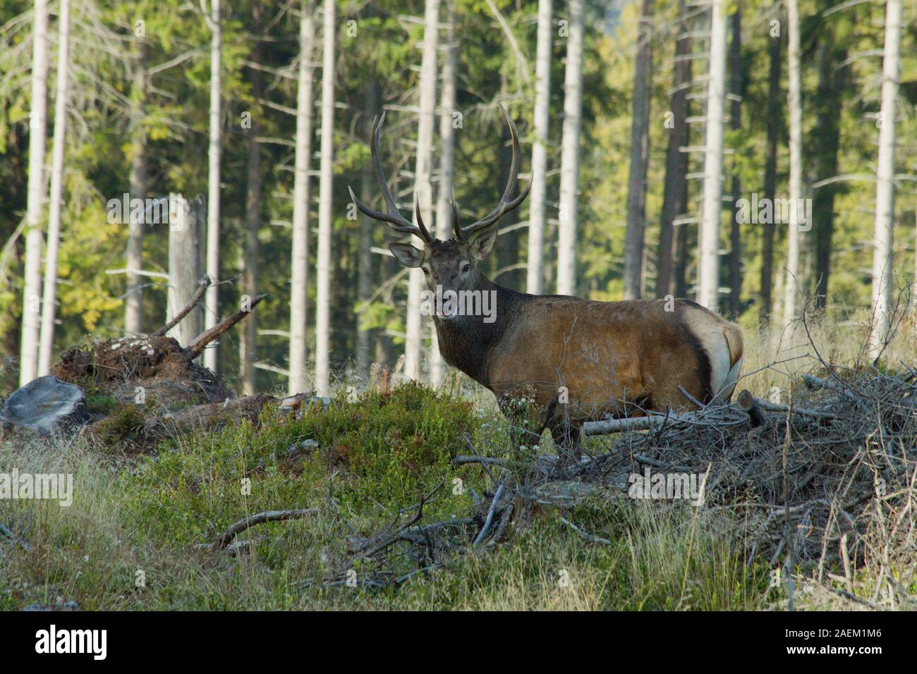An older deer looks into the distance, Slovakia Stock Photo - Alamy