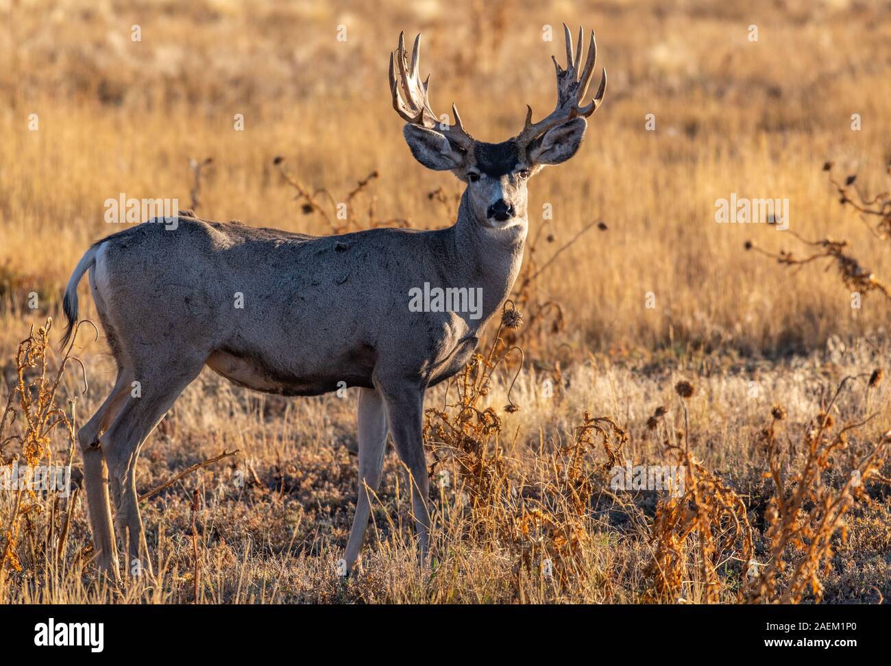 Mule Deer Buck with Palmated Antlers Stock Photo - Alamy