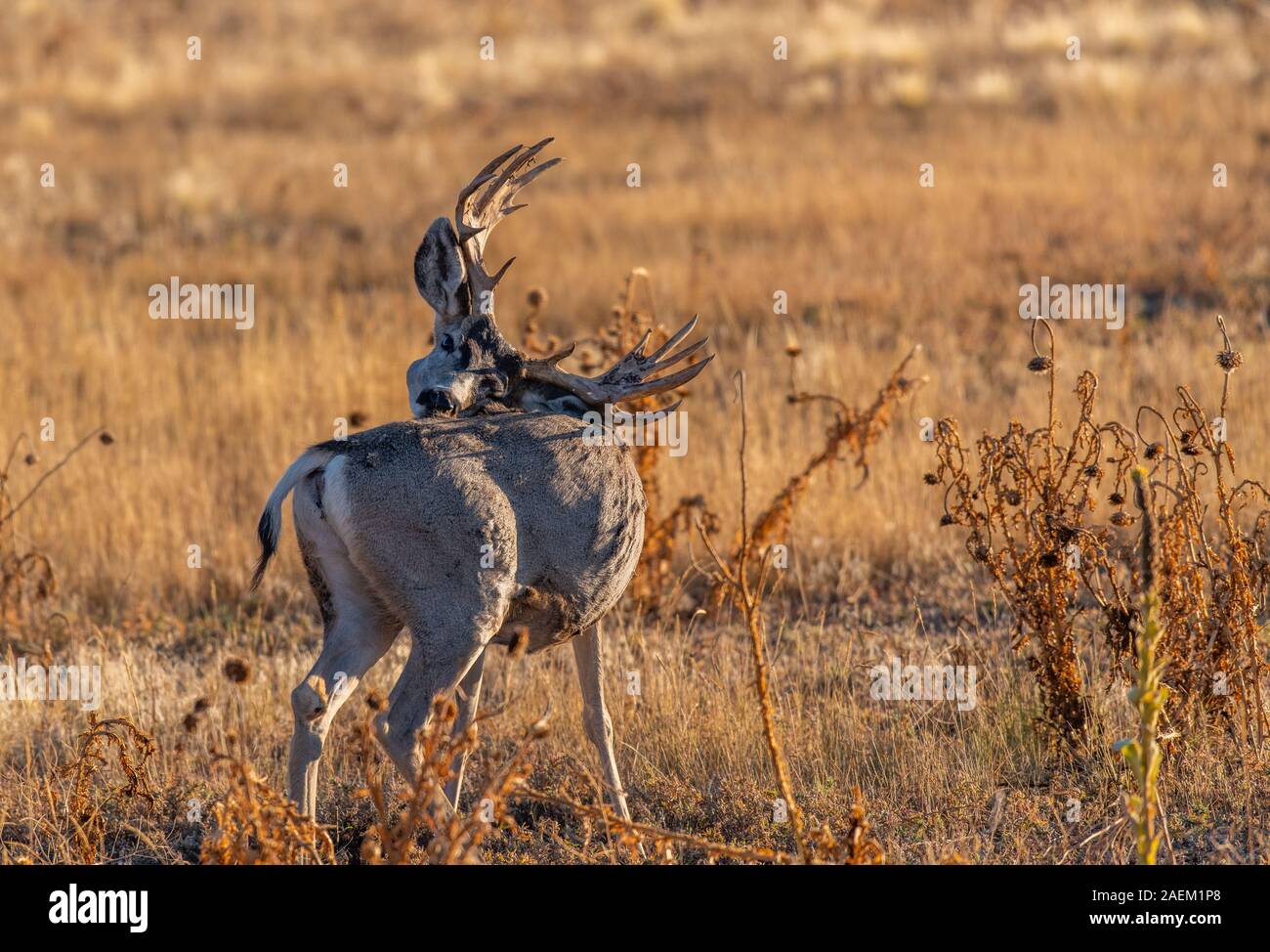 Mule Deer Buck with Palmated Antlers Stock Photo - Alamy