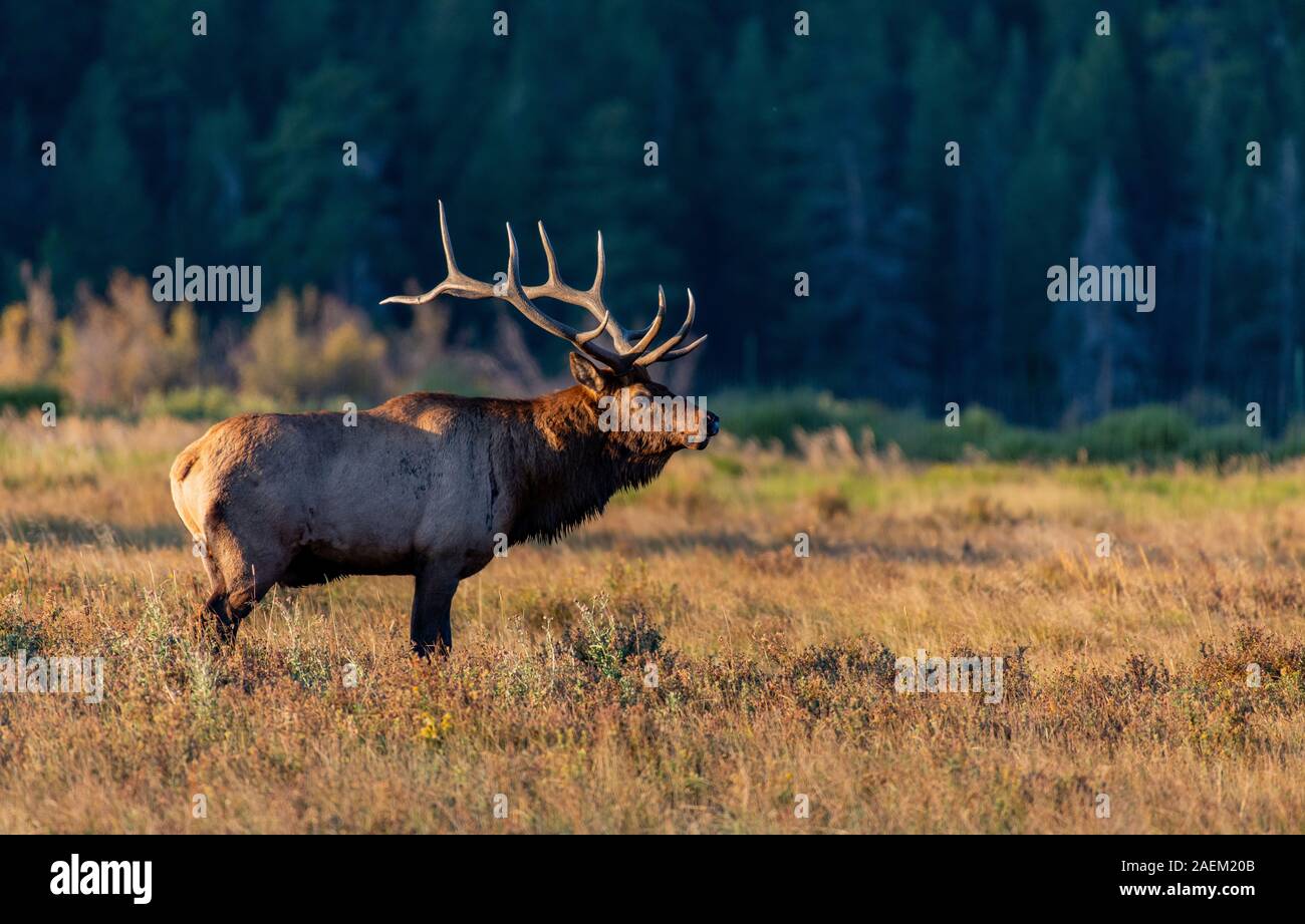Bull elk hunting trophy hi-res stock photography and images - Alamy