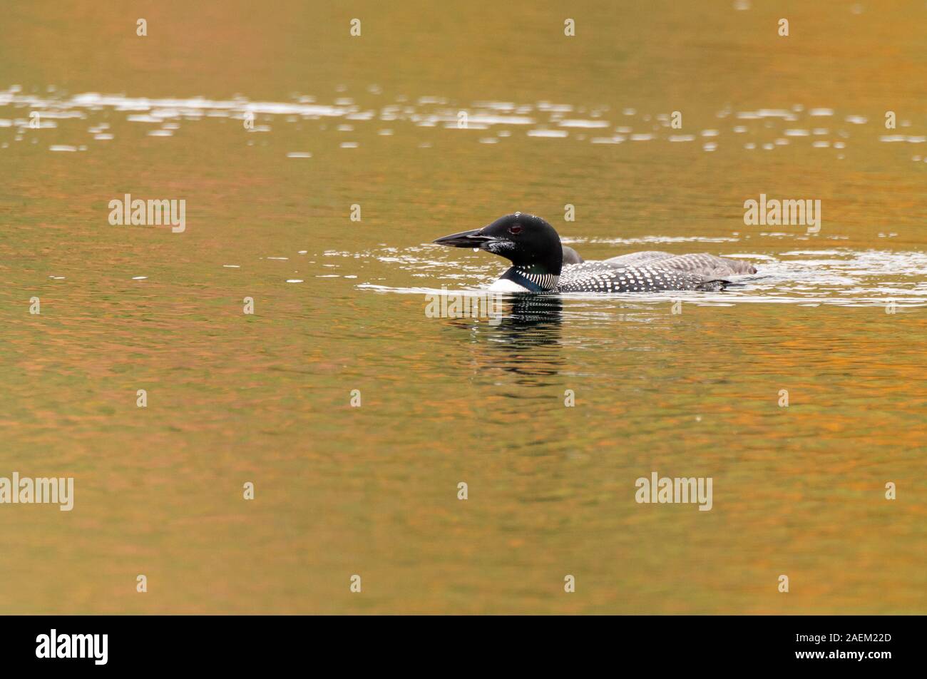 Common Loon Adult Stock Photo - Alamy