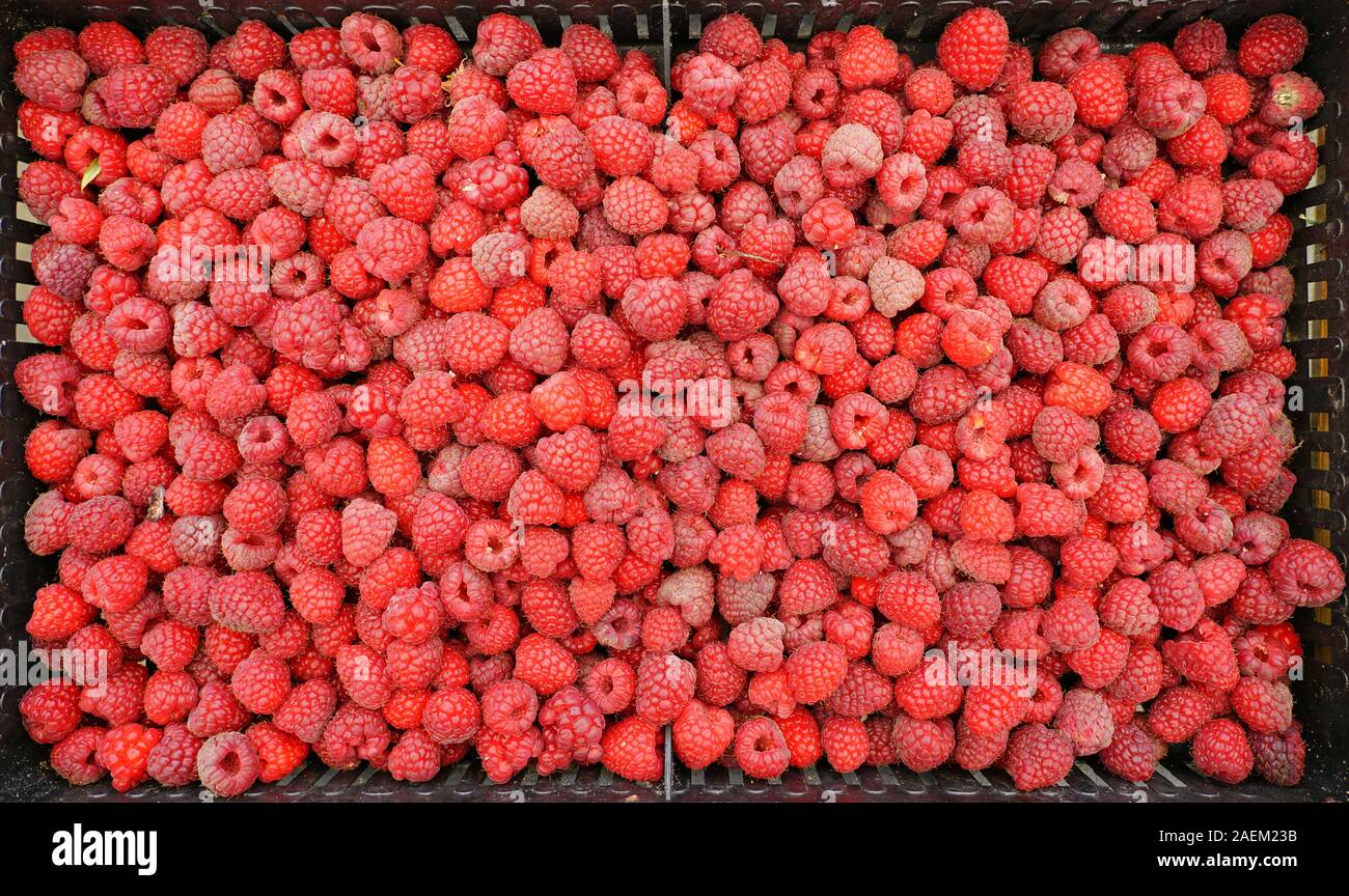 Fresh raspberries at a farmers market Stock Photo - Alamy
