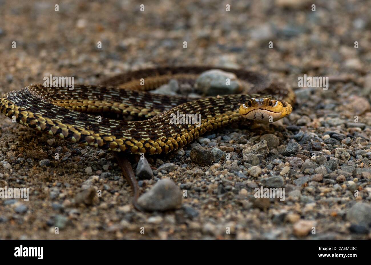 Angry Garter Snake in Maine Stock Photo - Alamy