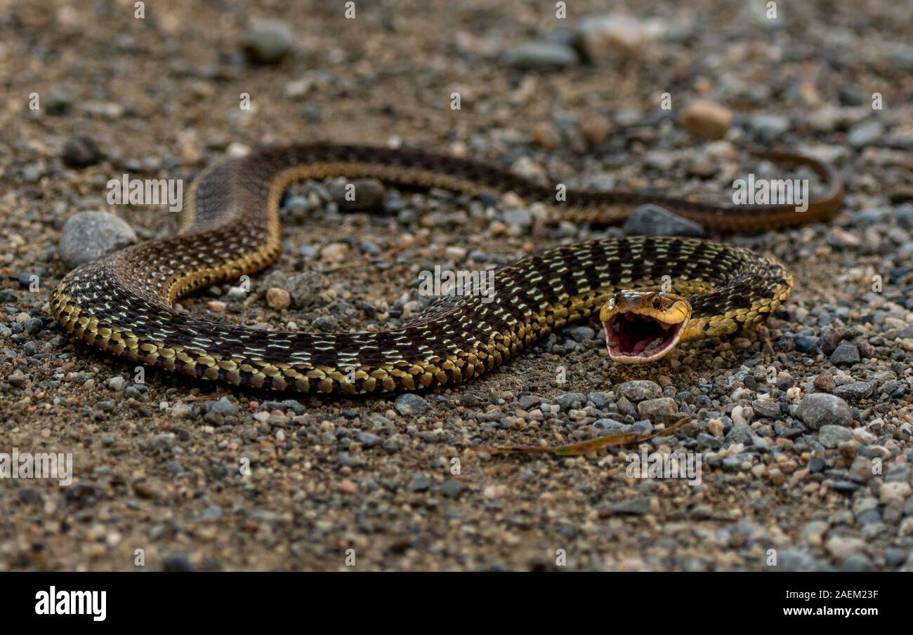 Thamnophis garter snake tongue hi-res stock photography and images - Alamy