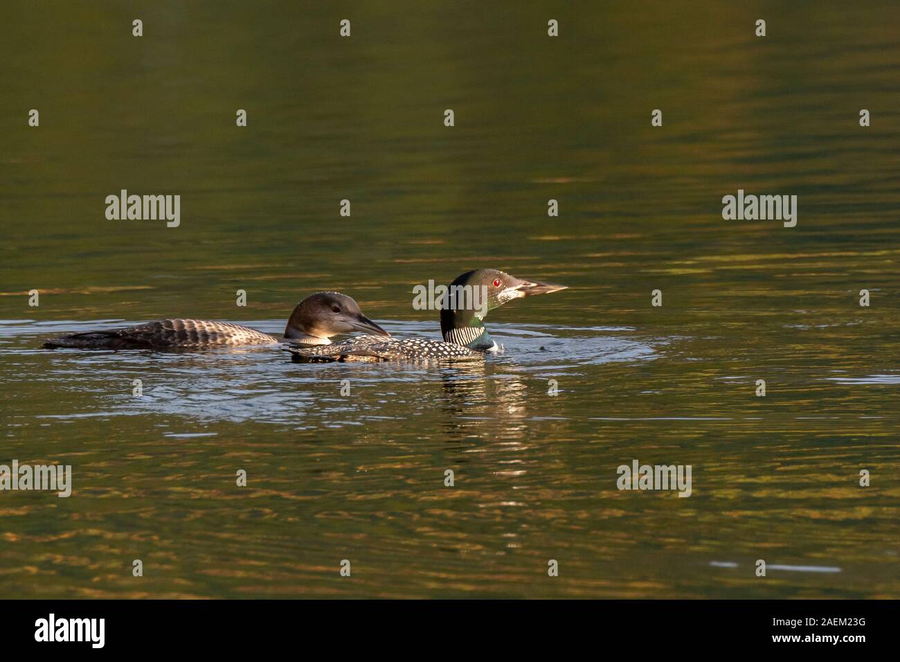 Common loon adult hi-res stock photography and images - Alamy
