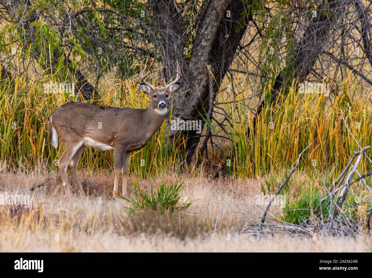 White tailed deer hoof hi-res stock photography and images - Alamy