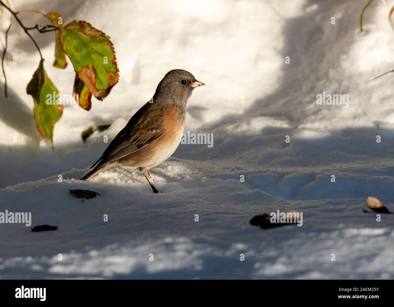 Dark-eyed Junco Feeding in the Snow Stock Photo - Alamy
