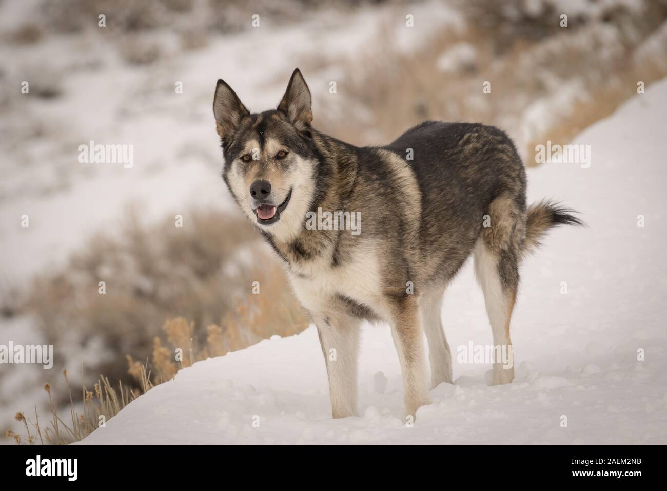 Max snow and hi-res stock photography and images - Alamy
