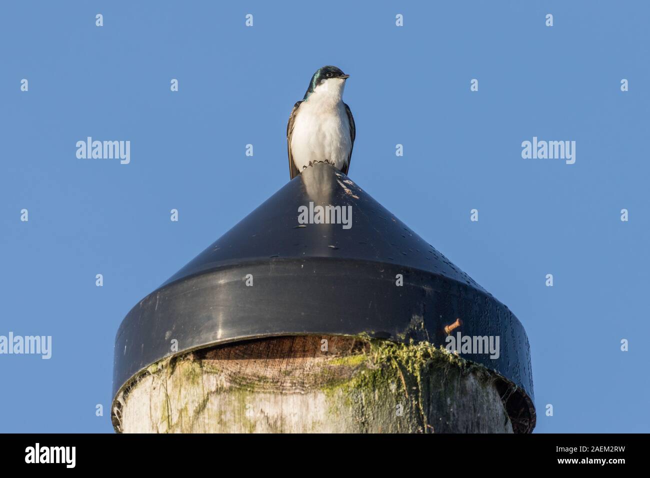 Tree swallow perch hi-res stock photography and images - Alamy