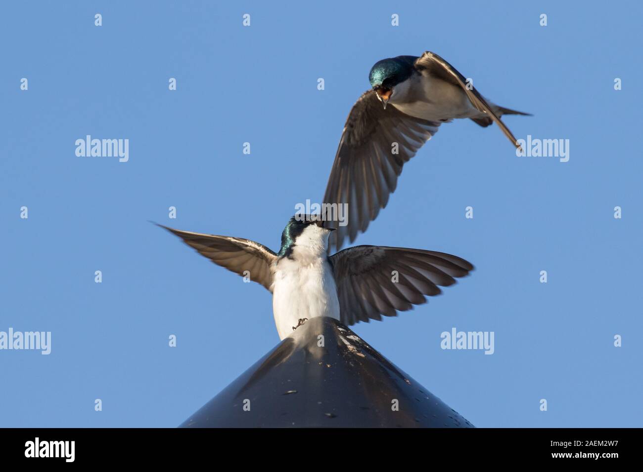 Nesting Tree Swallows II Stock Photo - Alamy