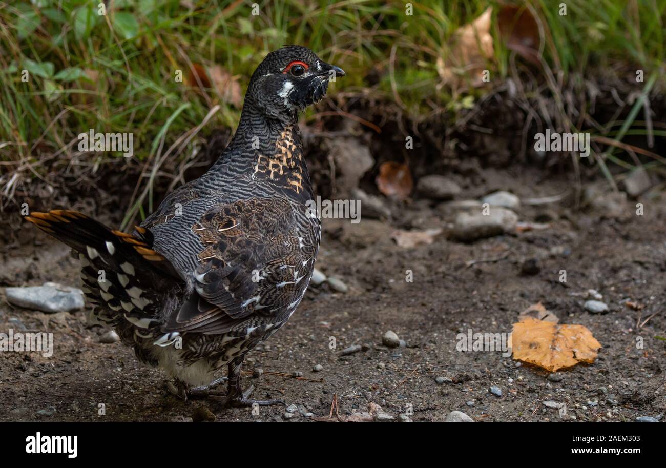 A Beautiful Spruce Grouse on the Forest Ground Stock Photo - Alamy