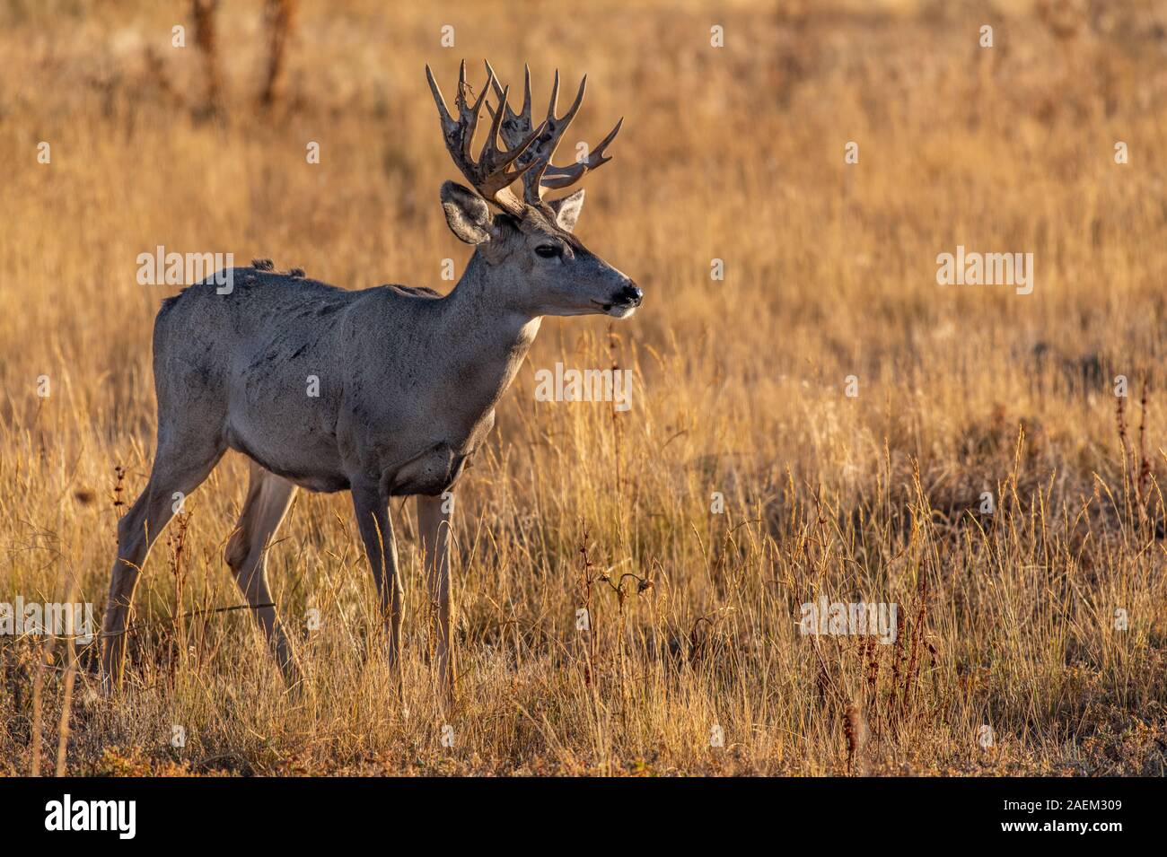 Mule Deer Antlers