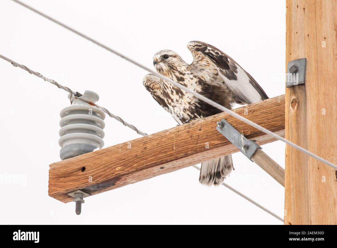 Hawk power pole insulator hi-res stock photography and images - Alamy
