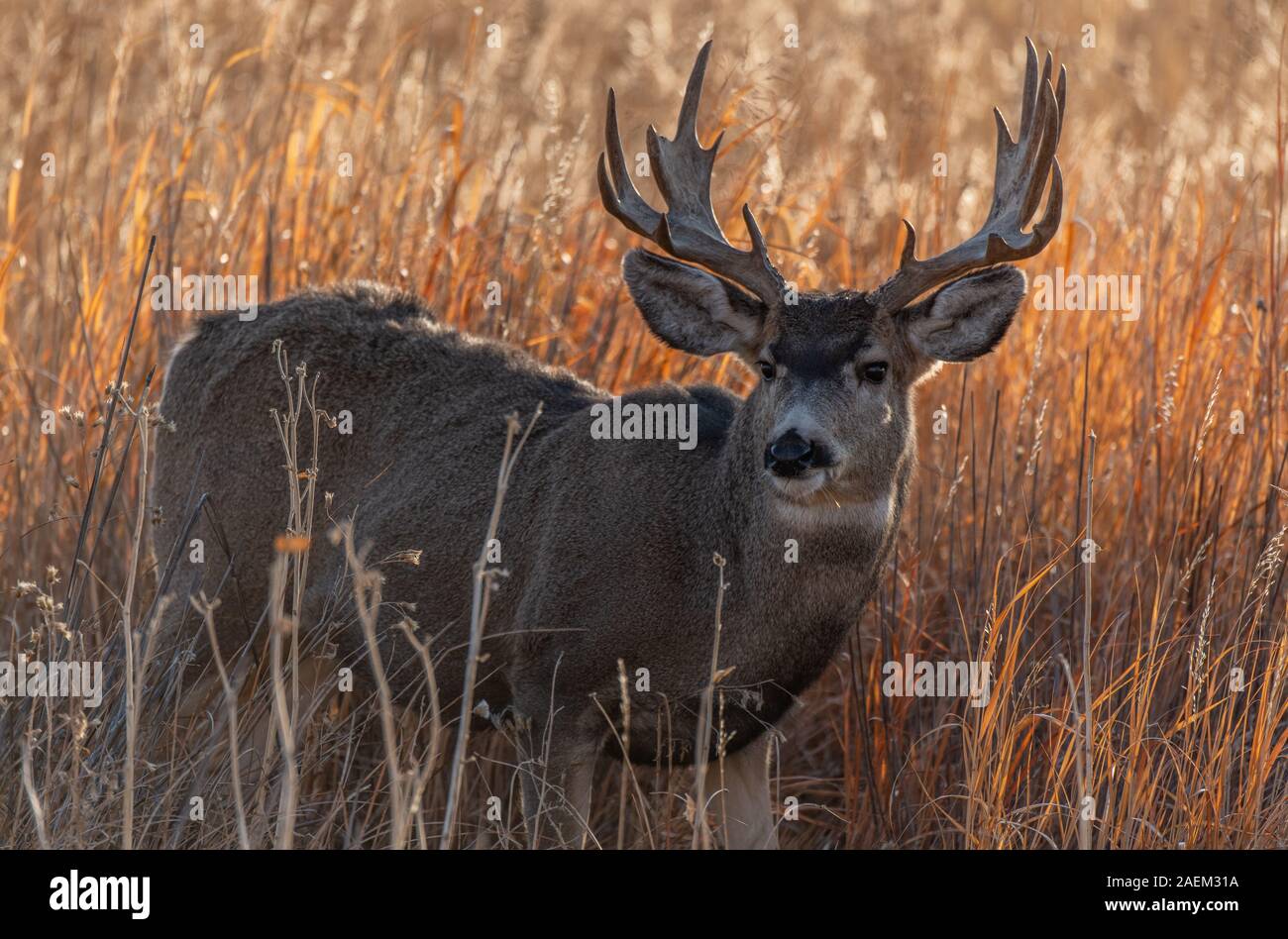 A Beautiful Mule Deer Buck with Palmated Antlers Stock Photo - Alamy