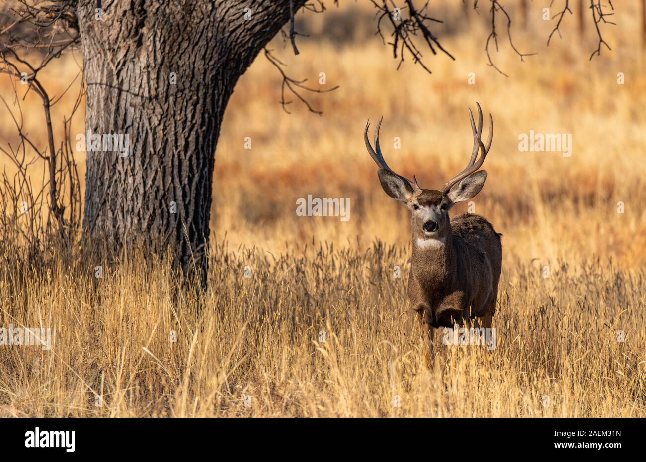 Mule Deer Buck Wallpaper