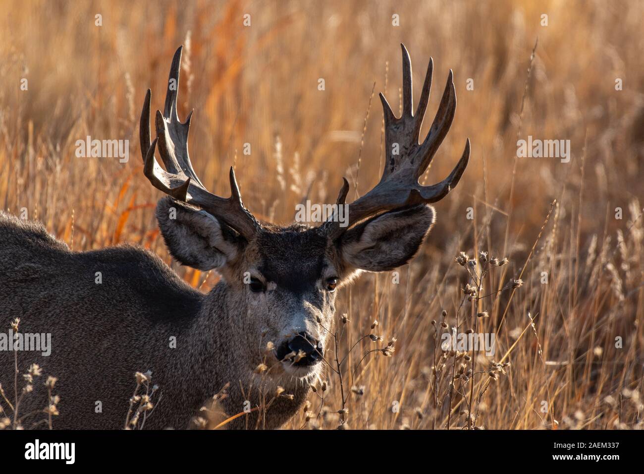 Palmated antlers hi-res stock photography and images - Alamy