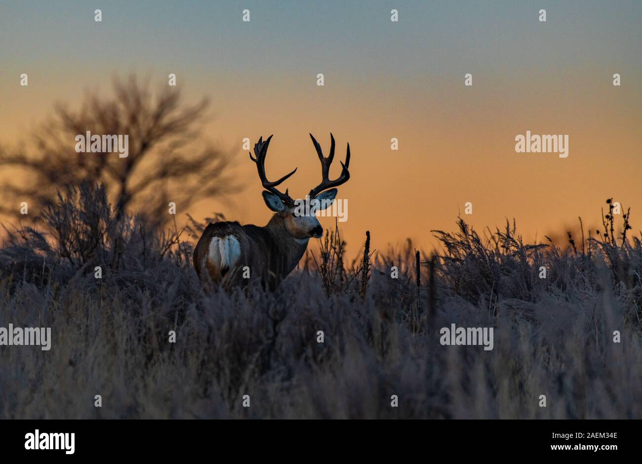 Big buck mule deer hi-res stock photography and images - Alamy